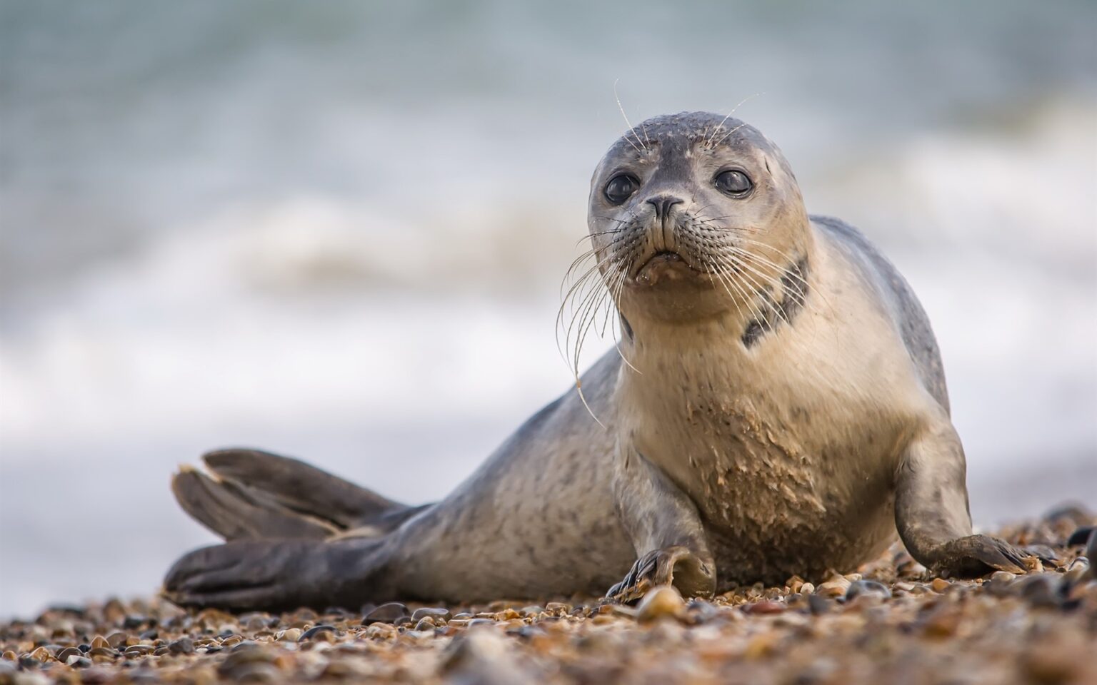 Curiosidades de las focas bebés que son de lo más tiernas