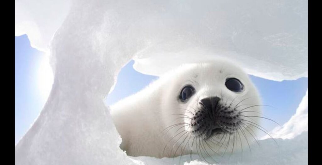 Curiosidades de las focas bebés que son de lo más tiernas