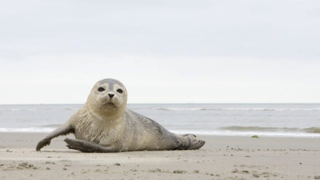 Curiosidades de las focas bebés que son de lo más tiernas