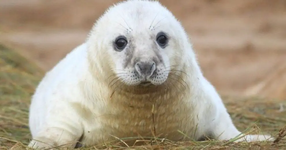 Curiosidades de las focas bebés que son de lo más tiernas