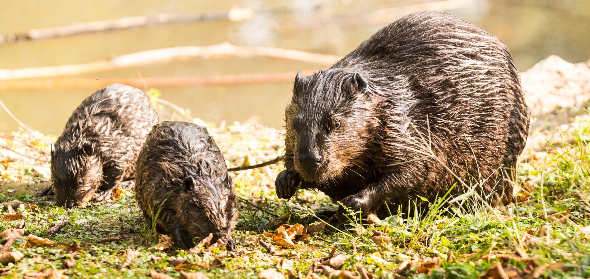 Castores bebés: Características, alimentación y curiosidades