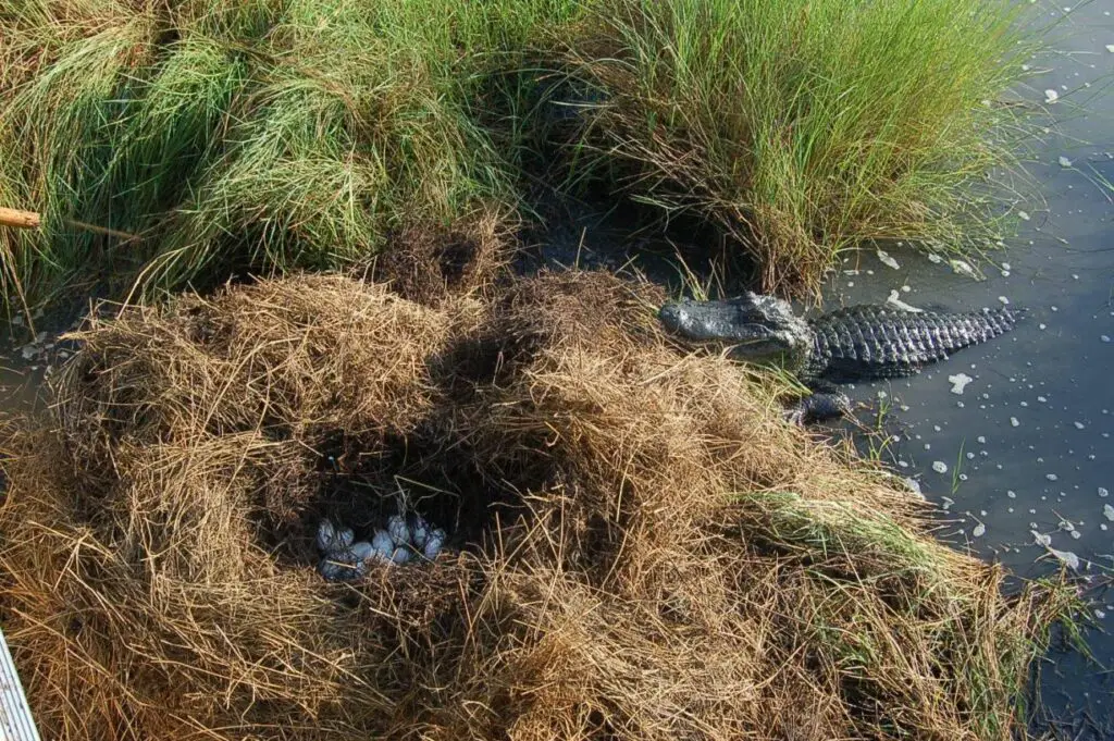 +20 Fotos de cocodrilos bebes que muestran su impresionante naturaleza