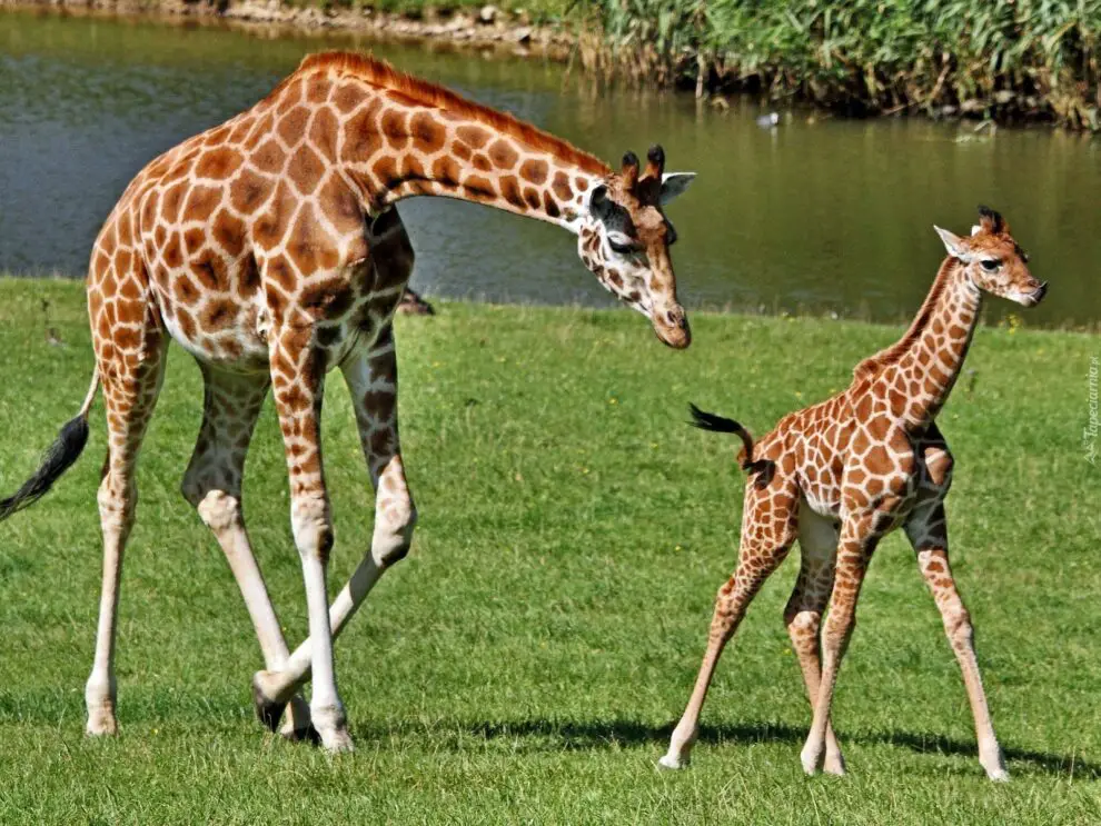 Curiosidades de las jirafas bebés que las hacen únicas