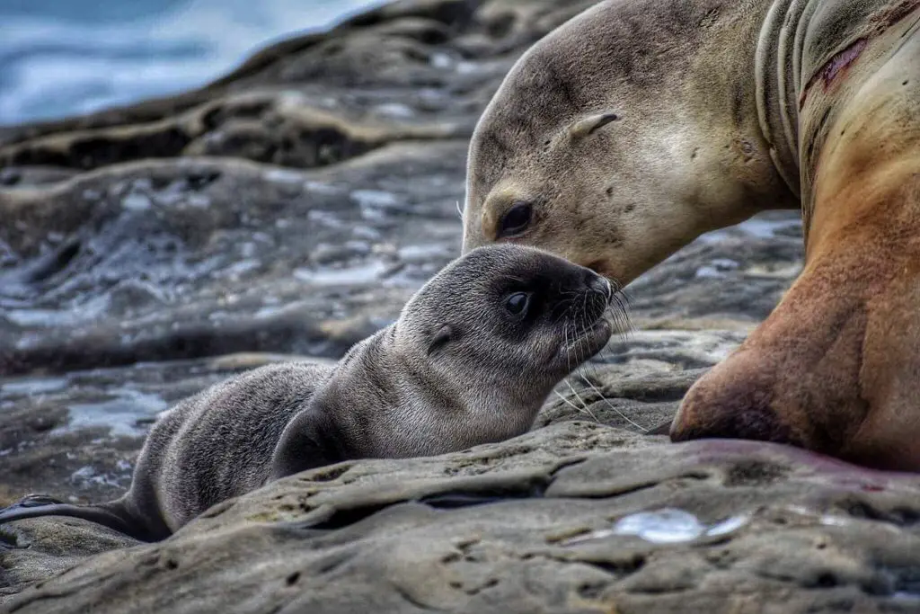 Curiosidades de las focas bebés que son de lo más tiernas