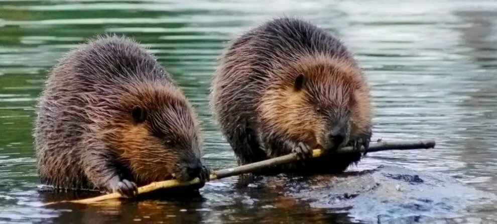 Castores bebés: Características, alimentación y curiosidades