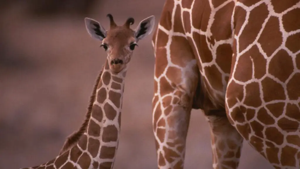 Curiosidades de las jirafas bebés que las hacen únicas