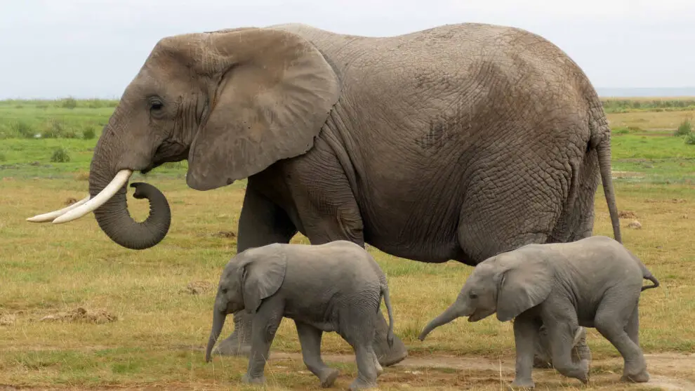 Curiosidades de los elefantes bebés y de su especie que son fascinantes
