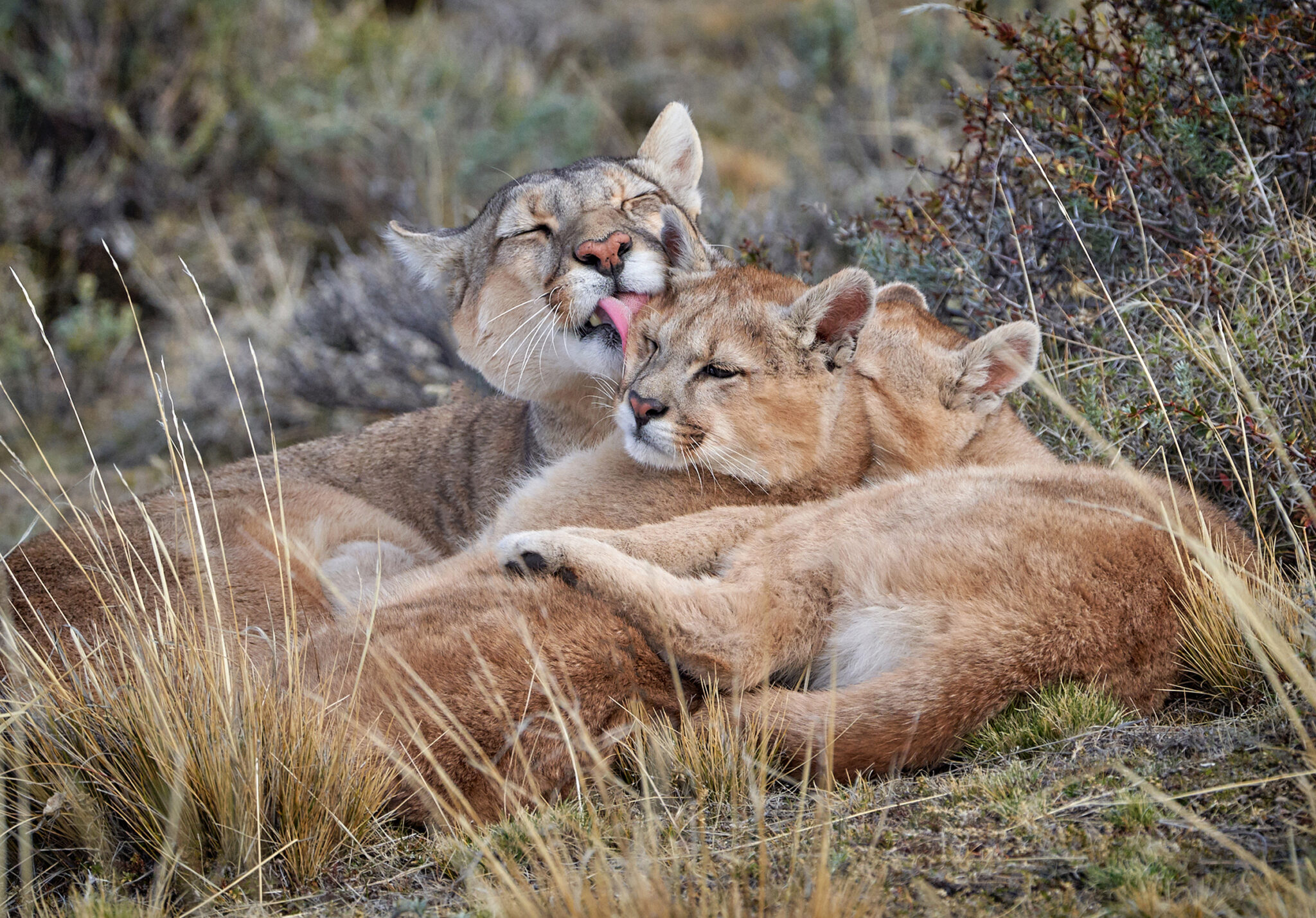 Curiosidades de los pumas bebés que te sorprenderán [+16 Fotos tiernas]