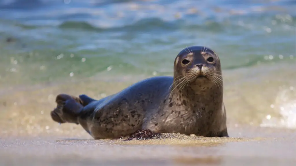 Curiosidades de las focas bebés que son de lo más tiernas