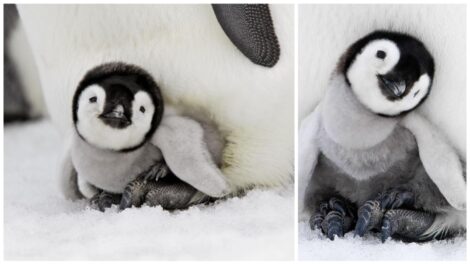 14 Datos sorprendentes sobre los pingüinos bebes