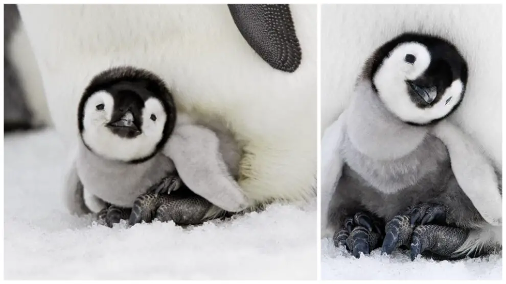 14 Datos sorprendentes sobre los pingüinos bebes