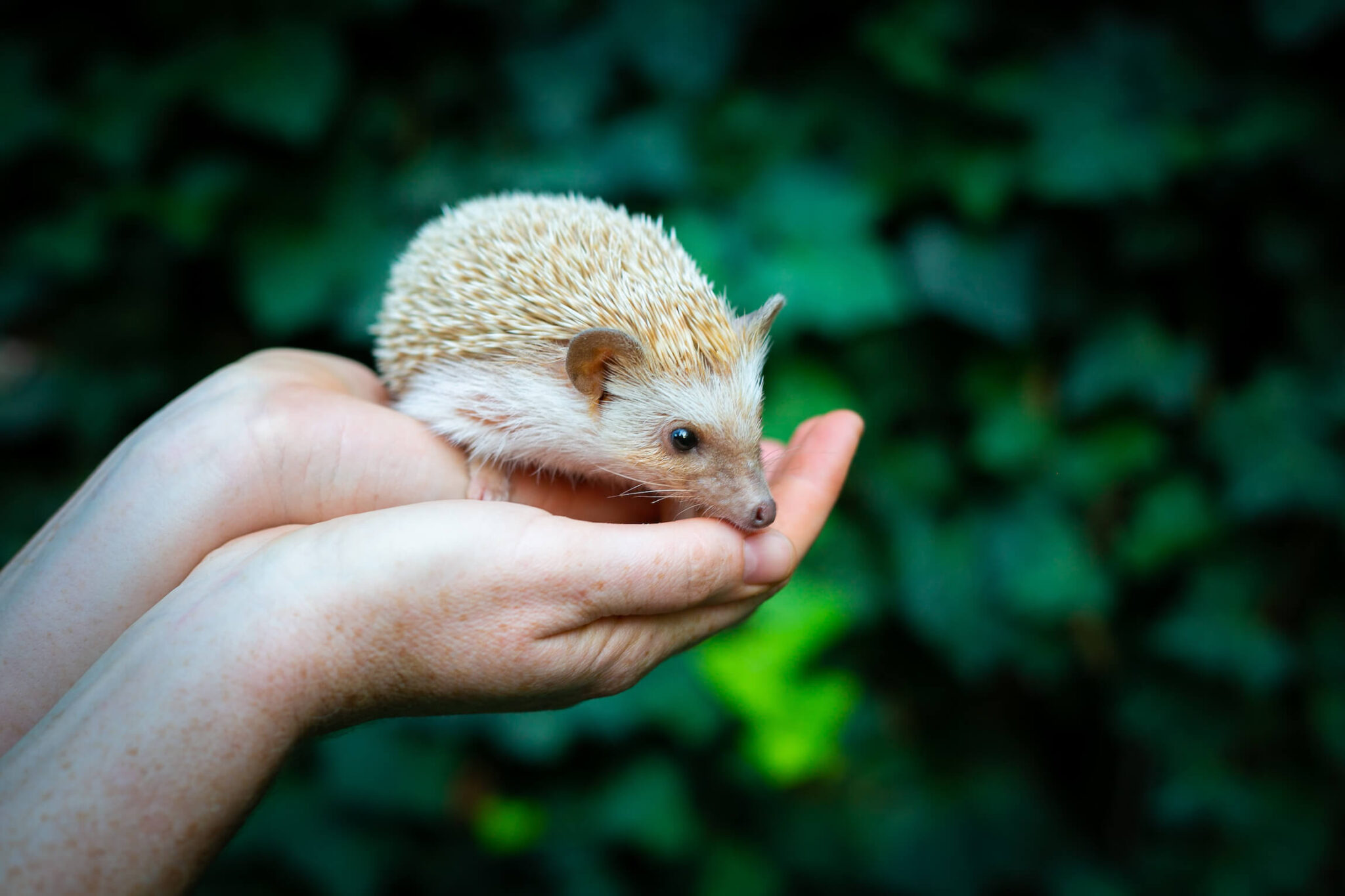 Los animales pequeños más asombrosos del reino animal