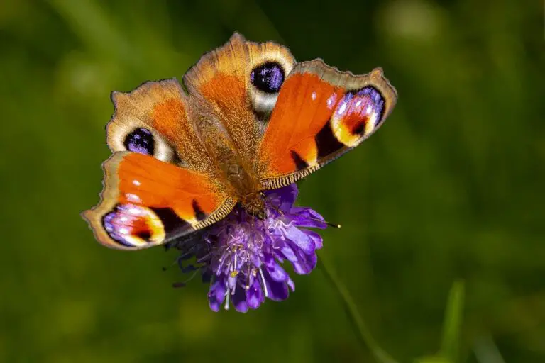 Animales artrópodos: Especies, tipos, características y ejemplos