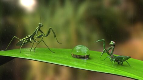 Animales artrópodos: Especies, tipos, características y ejemplos