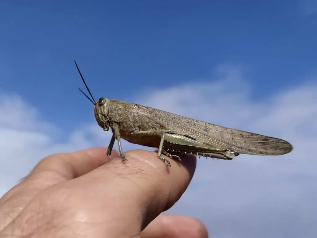 Animales artrópodos: Especies, tipos, características y ejemplos