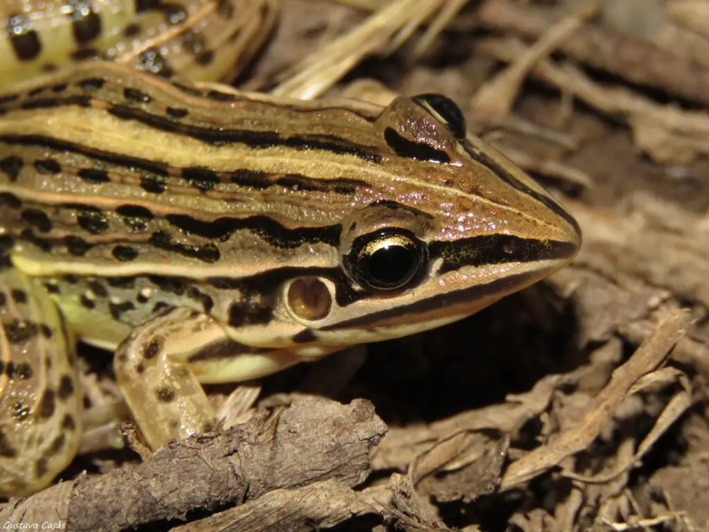 Animales con piel desnuda: Anfibios y mamíferos