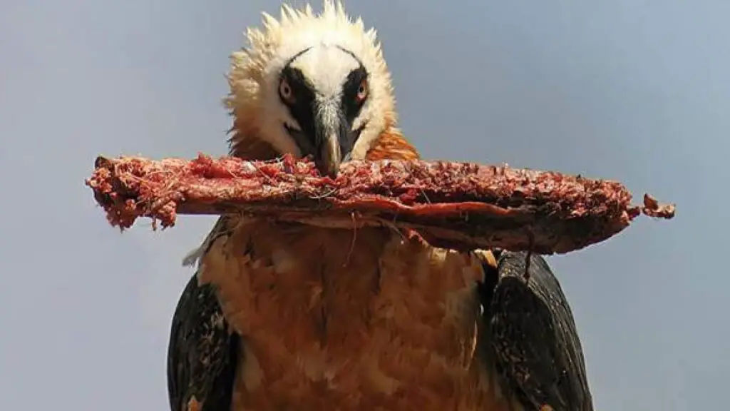 Animales descomponedores: Características, tipos y ejemplos