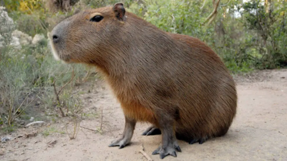 Animales grandes: Las especies más grandes del mundo