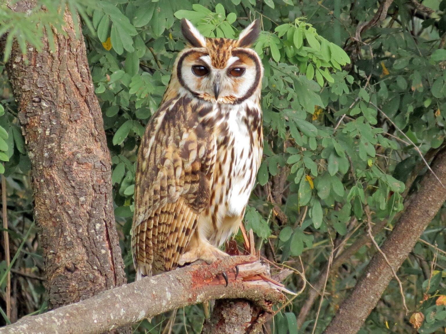 Animales grandes: Las especies más grandes del mundo