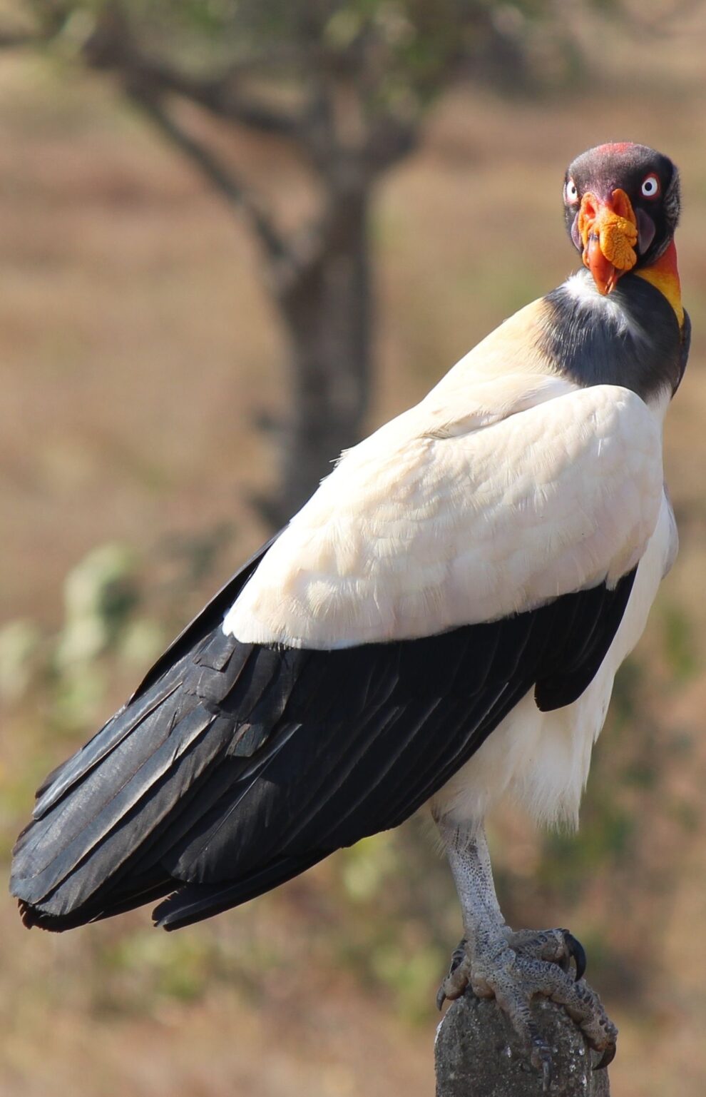 Aves de rapiña: Tipos, especies y sus características