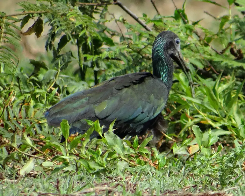 Aves de rapiña: Tipos, especies y sus características