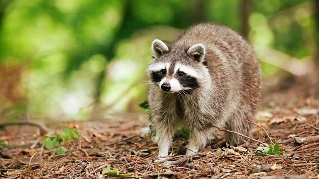 Animales silvestres: Especies, ejemplos y características