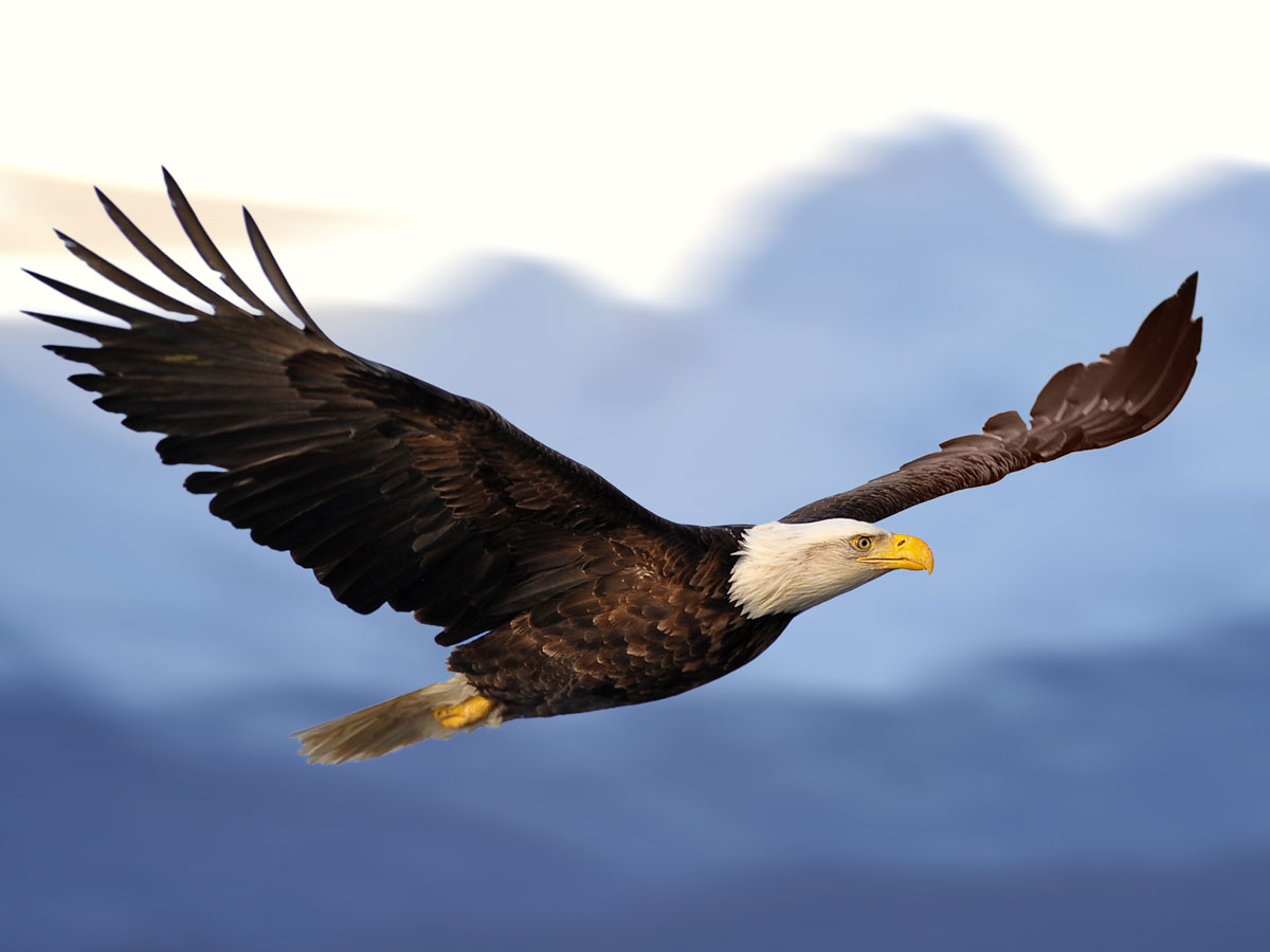 Aves De Rapiña Tipos Especies Y Sus Características