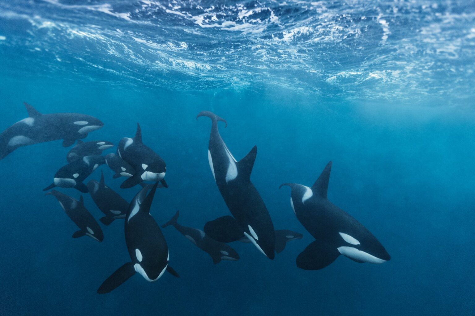 93 Curiosidades De Las Orcas Las Ballenas Asesinas