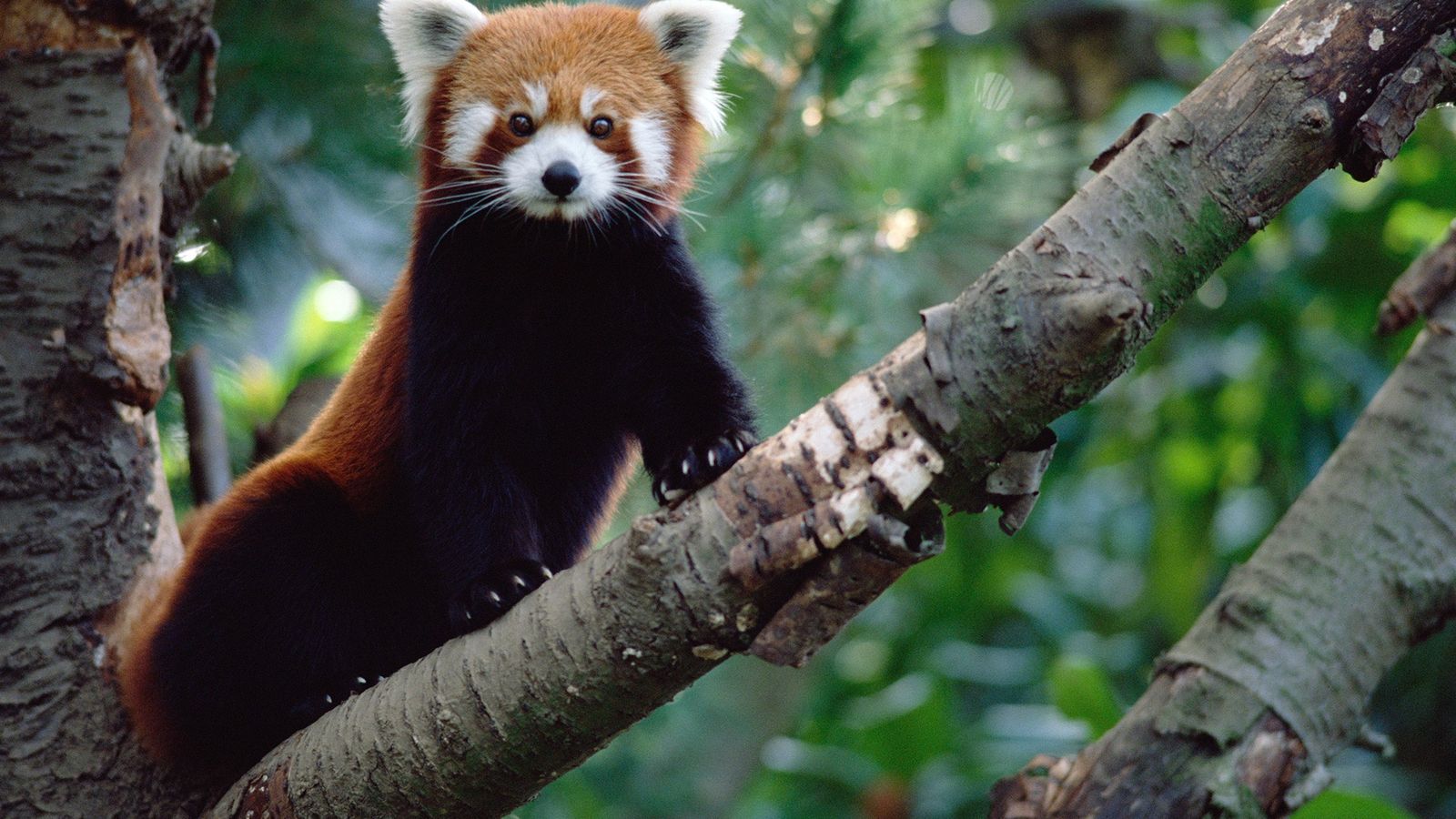 +109 Curiosidades de los animales salvajes que te encantará conocer