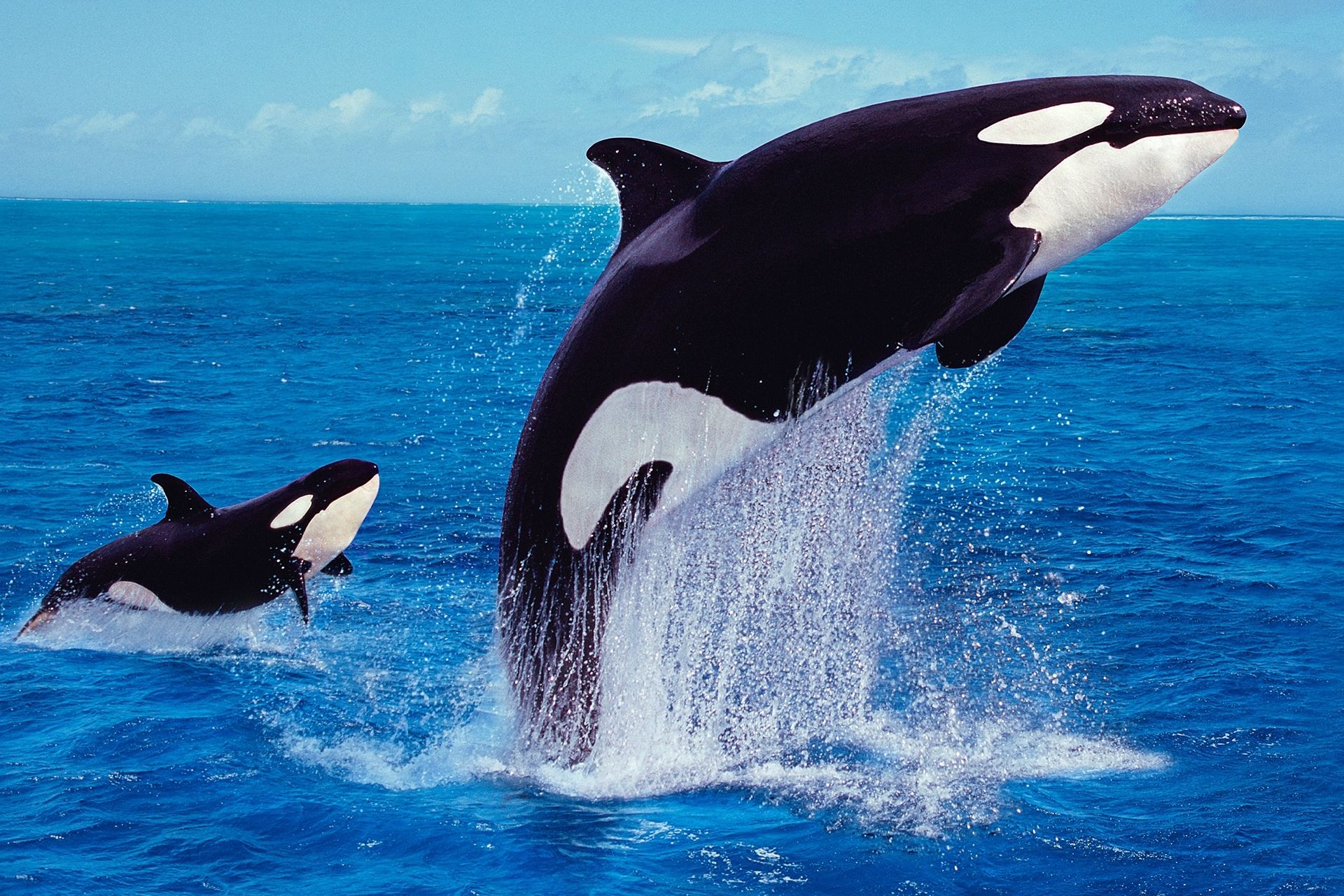+93 Curiosidades de las Orcas ¡Las ballenas asesinas!
