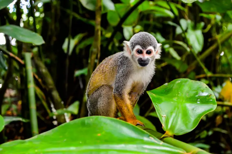 Animales de la selva peruana: Características y especies