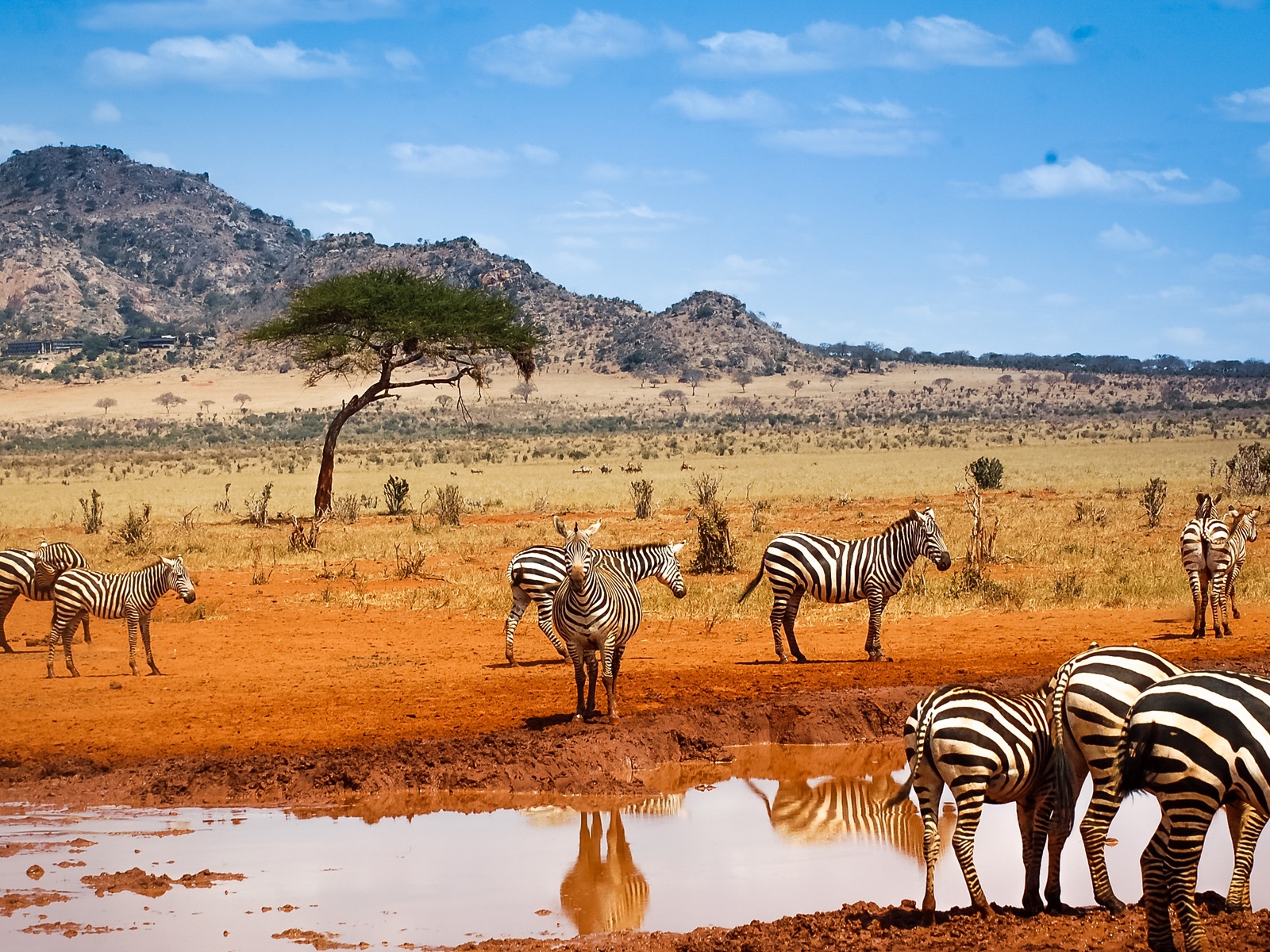Animales de la sabana y sus principales características