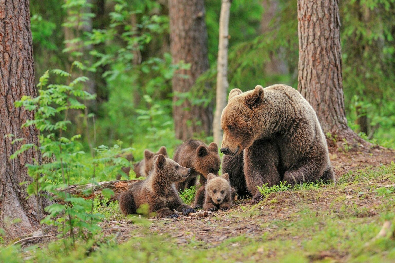 +300 Animales del bosque (fascinantes) que de seguro no conoces