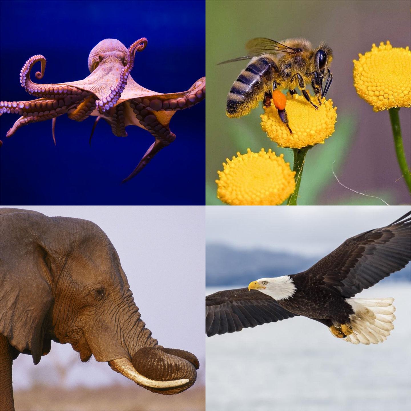 Animales vertebrados e invertebrados ¿Cuáles son? ¿Cómo se diferencian?