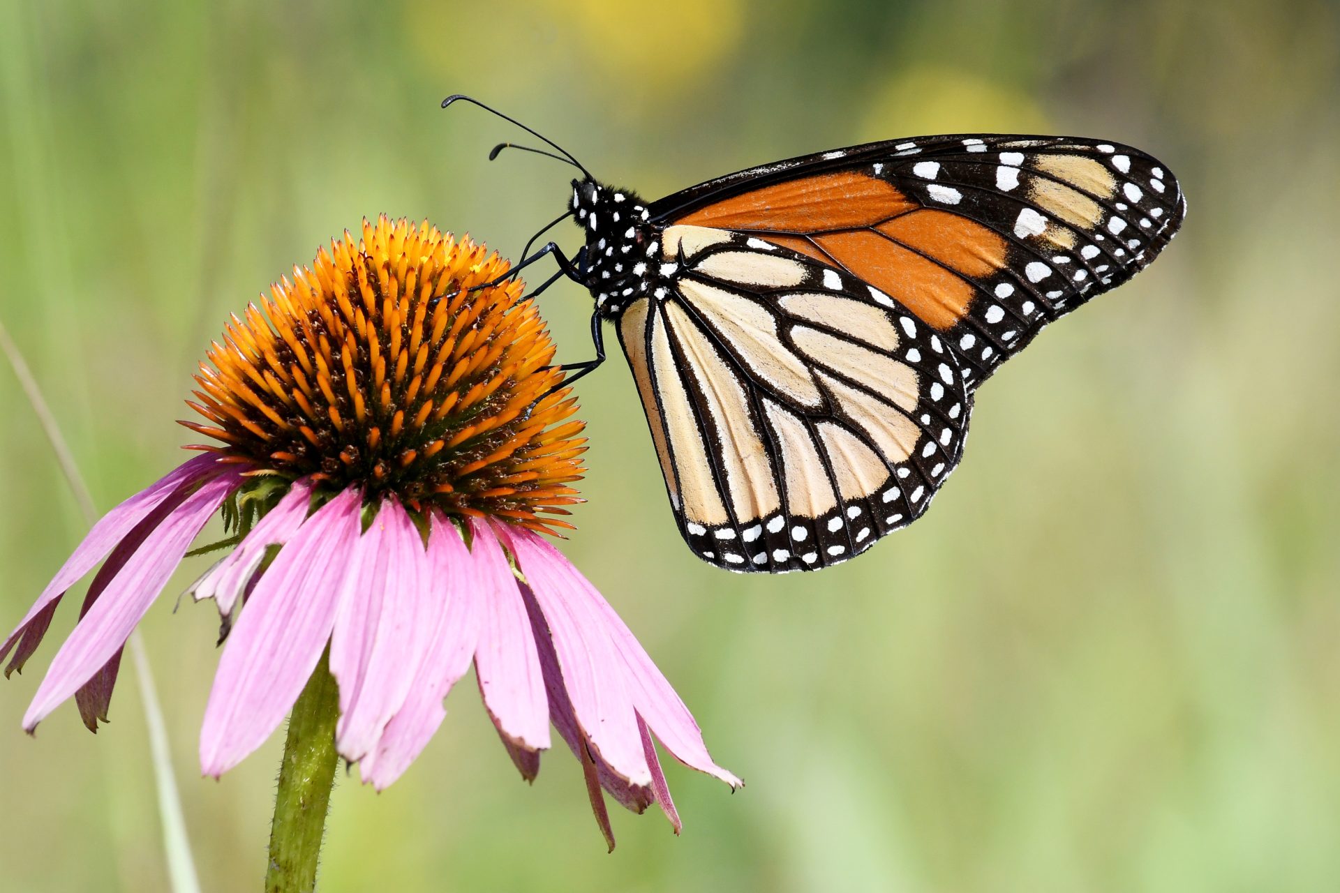 Los animales invertebrados más increíbles del planeta [Listado y ejemplos]