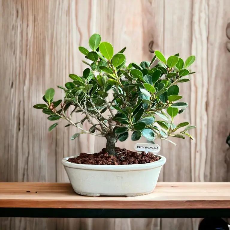 Bonsais de interior: Tipos y consejos para su cuidado