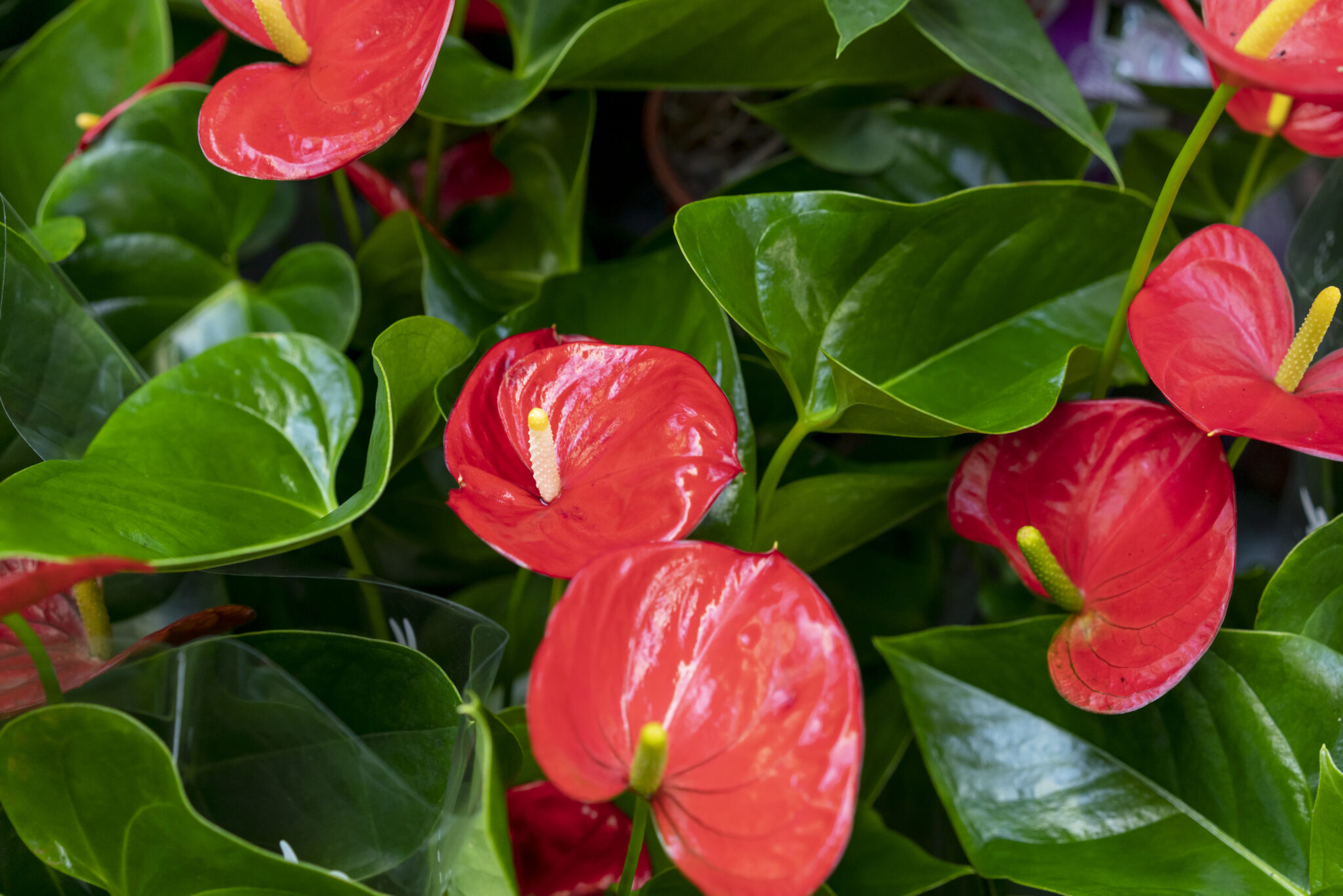 Revista de Decoración ️ Propuestas e ideas para decorar tu casa