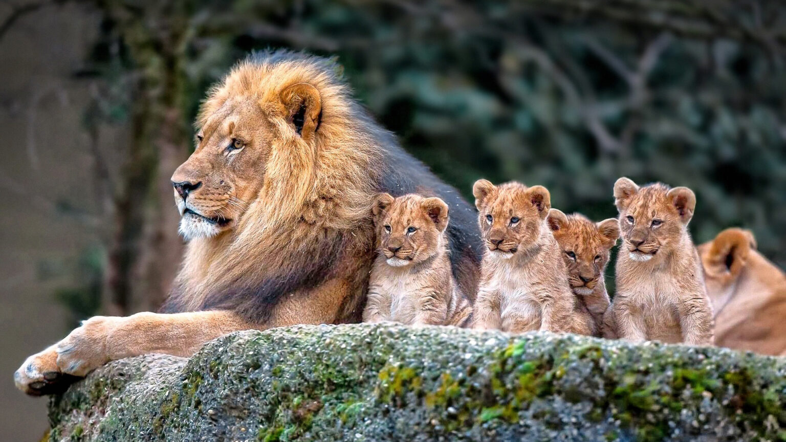+163 Datos curiosos (y fascinantes) de los animales